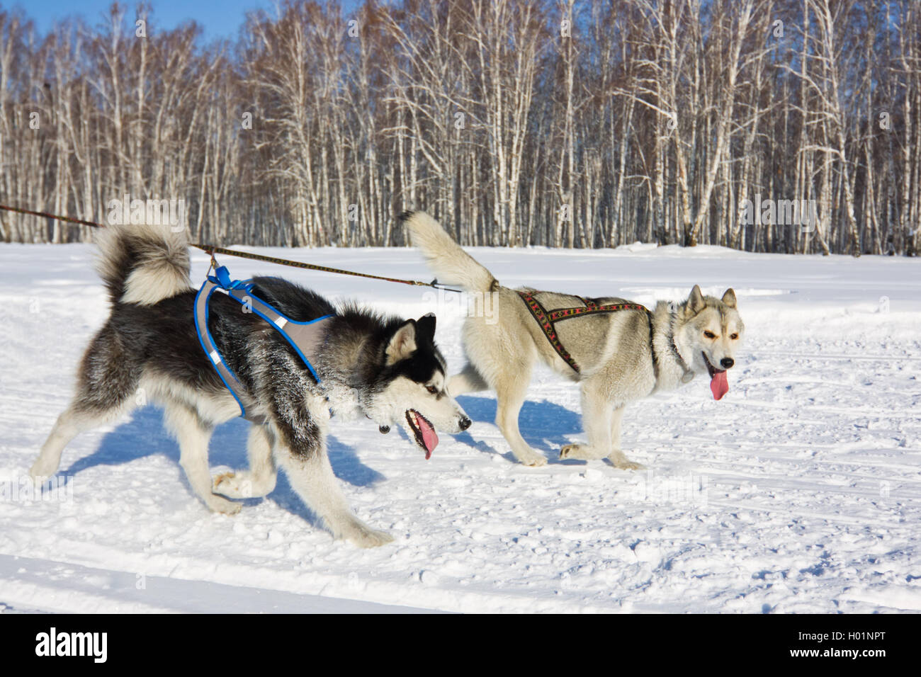 Husky dog in harness running through the snow Stock Photo - Alamy