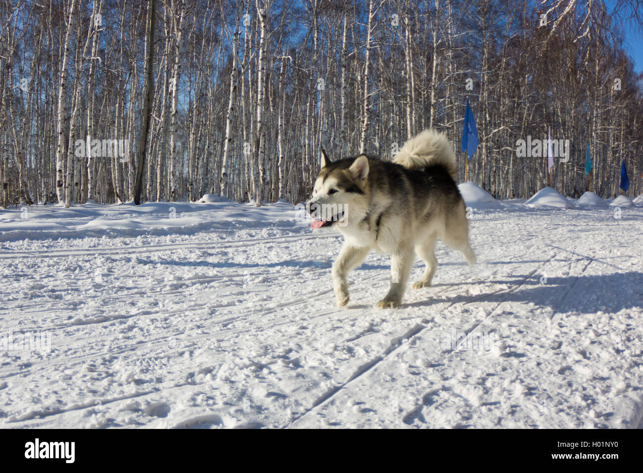 Husky dog in harness running through the snow Stock Photo - Alamy