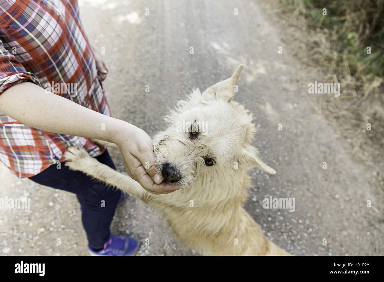 Dog eating out of hand, happy animal mammal detail Stock Photo - Alamy