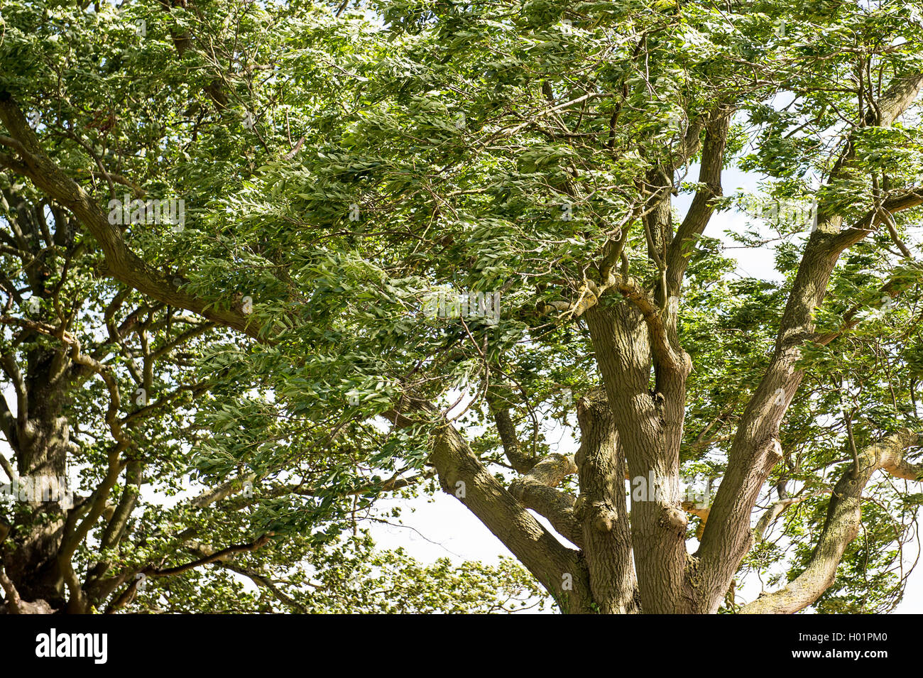 A tree blown by a gale Stock Photo - Alamy