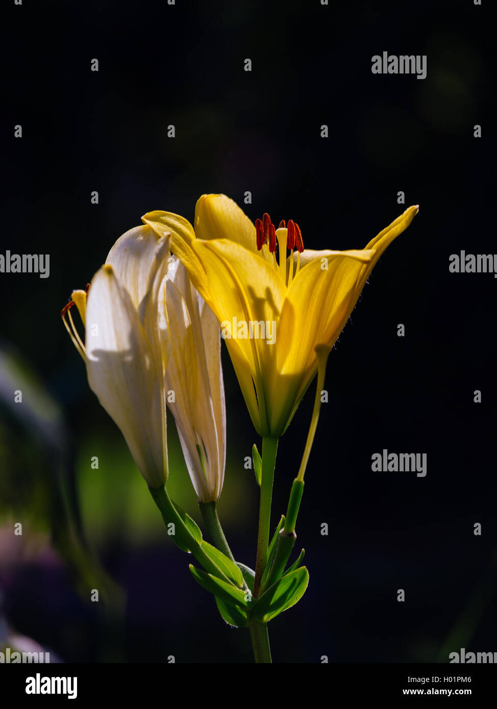 yellow and white flowers of a lily on one stalk Stock Photo - Alamy