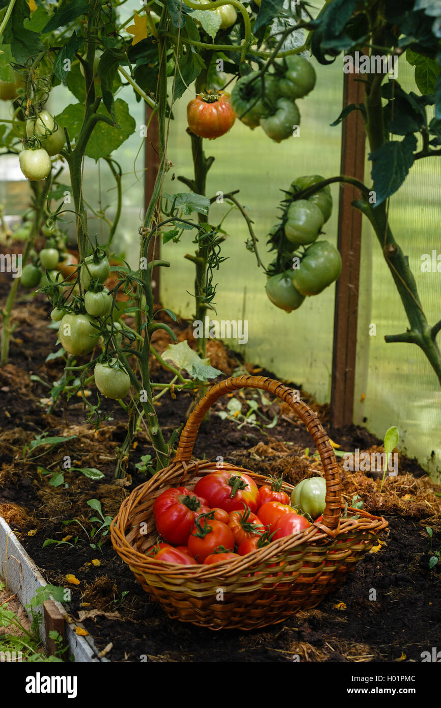 Collecting the first harvest of tomatoes in the greenhouse Stock Photo ...