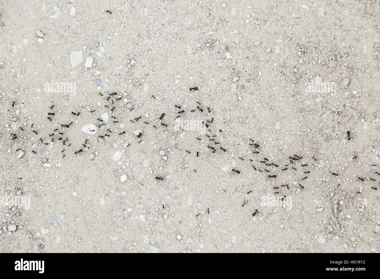 Ants walking, detail of ants in nature Stock Photo - Alamy