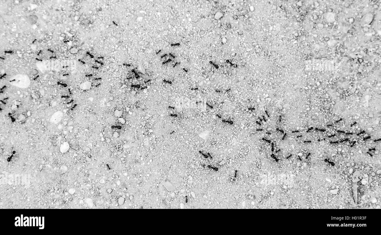 Ants walking, detail of ants in nature Stock Photo - Alamy
