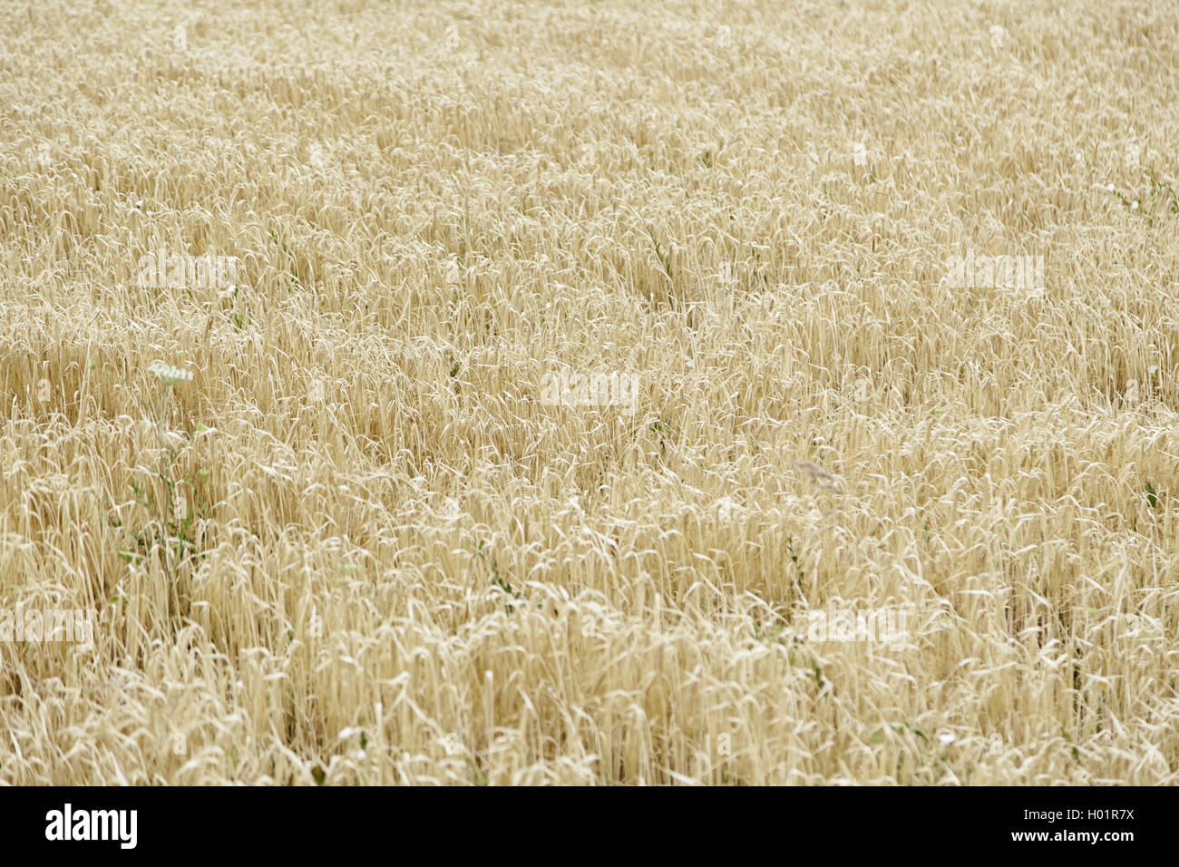 Wheat field, detail of a plantation of cereals Stock Photo - Alamy