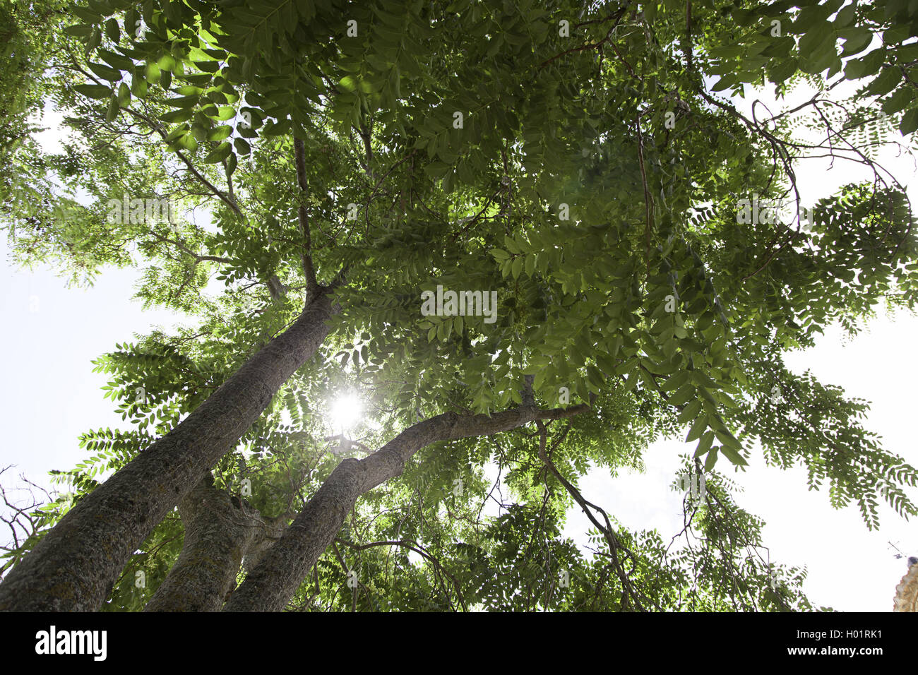 Perspective of trees, detail of some trees in a forest, nature Stock ...