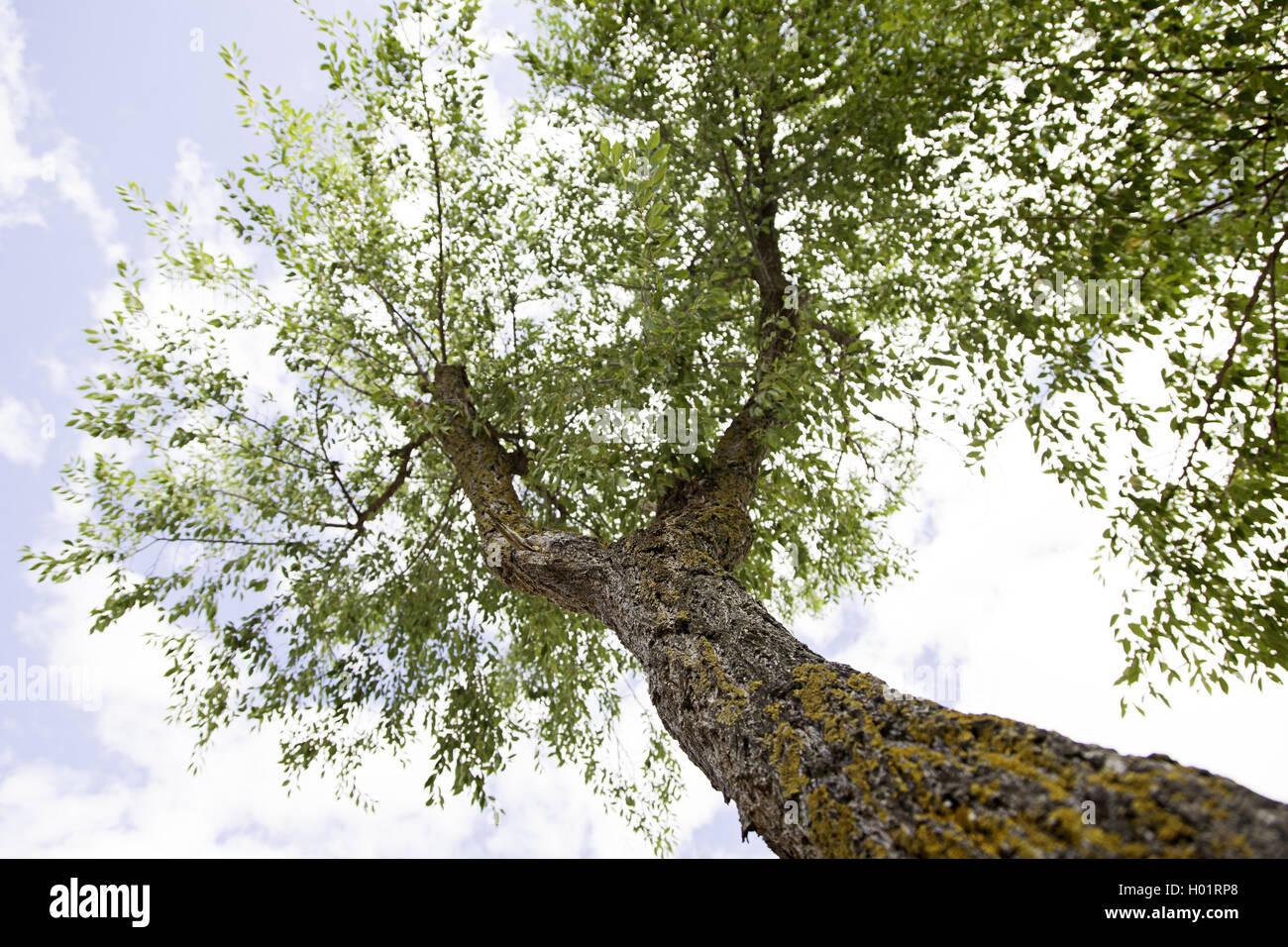 Perspective of trees, detail of some trees in a forest, nature Stock ...