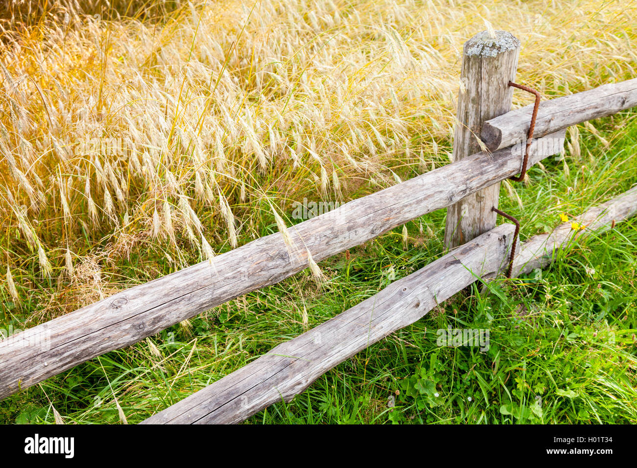 Rural wooden fence along field of rye in summer Stock Photo - Alamy