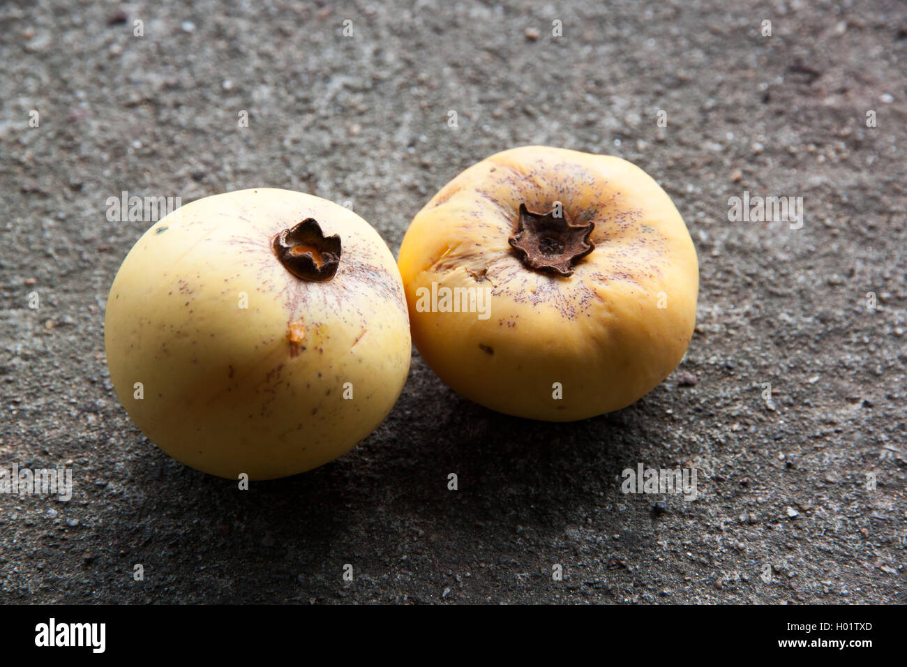 Gold Apple Fruit, Diospyros decandra Lour fruit ( Ebenaceae ) with on ...