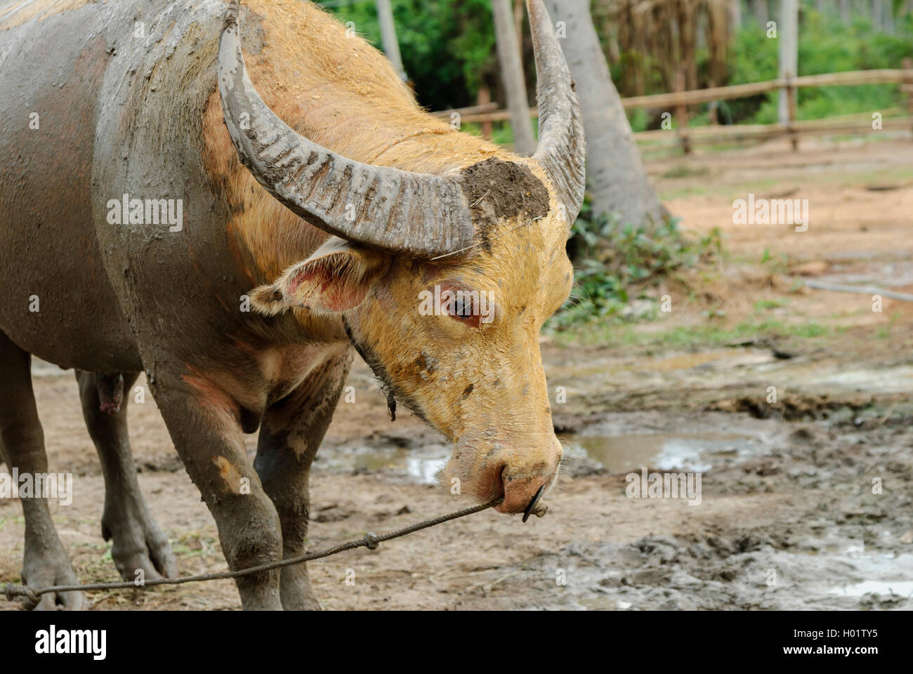 Water buffalo fight hi-res stock photography and images - Alamy