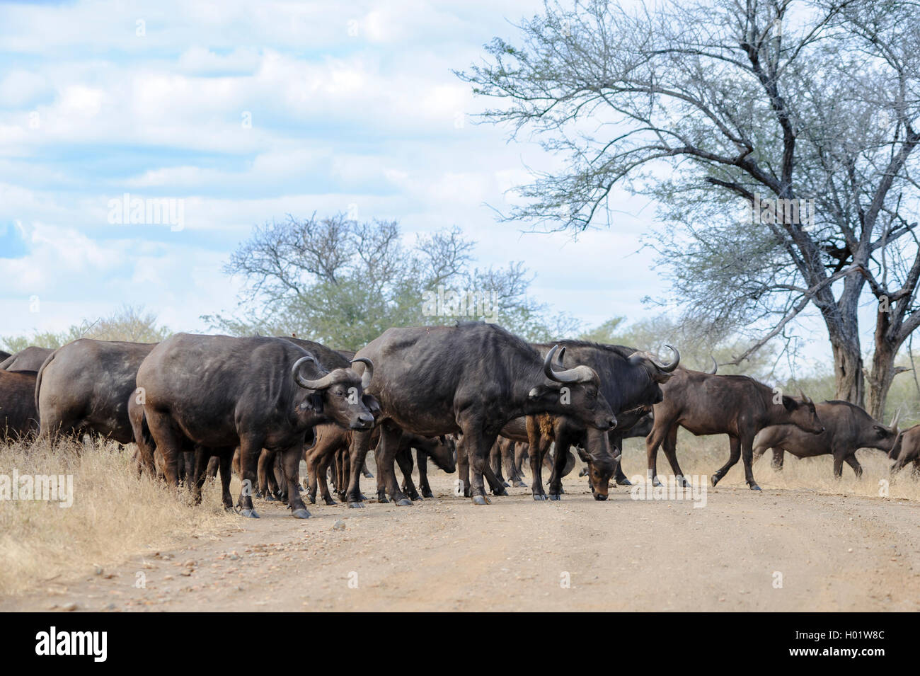 Herd of African or Cape buffaloes in the African bush walking on a ...