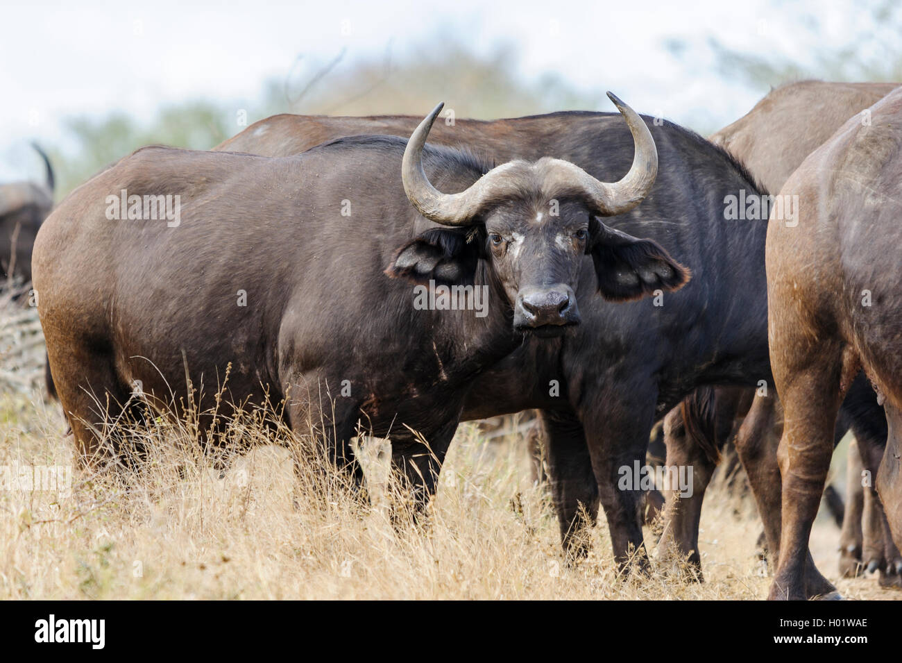 Muscle bush hi-res stock photography and images - Alamy