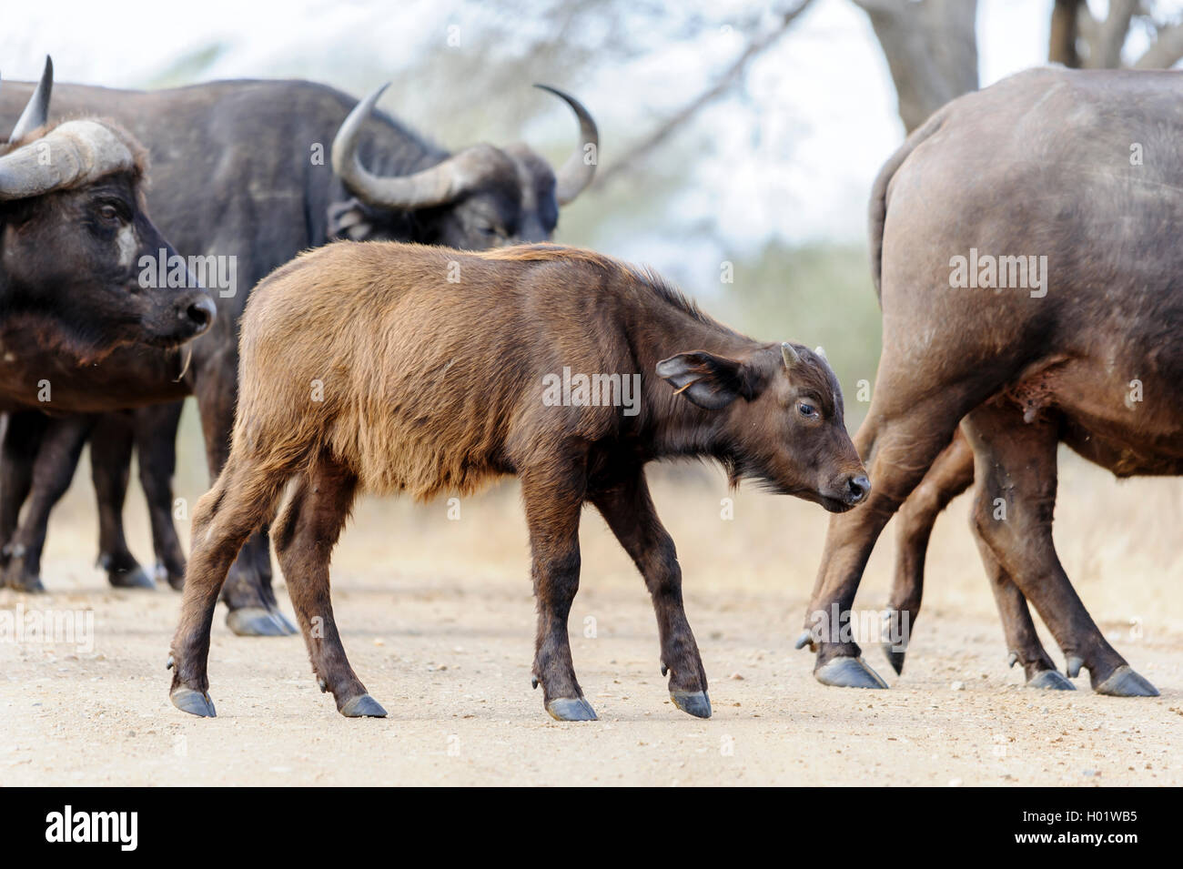 Young African buffalo or Cape buffalo in the african bush looking at ...
