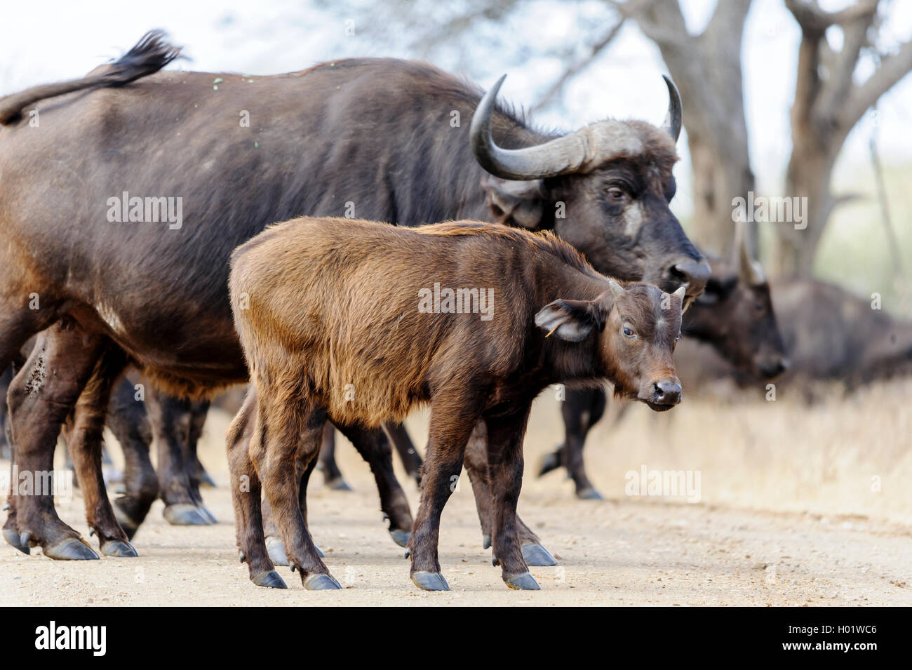 Young African buffalo or Cape buffalo in the african bush looking at ...