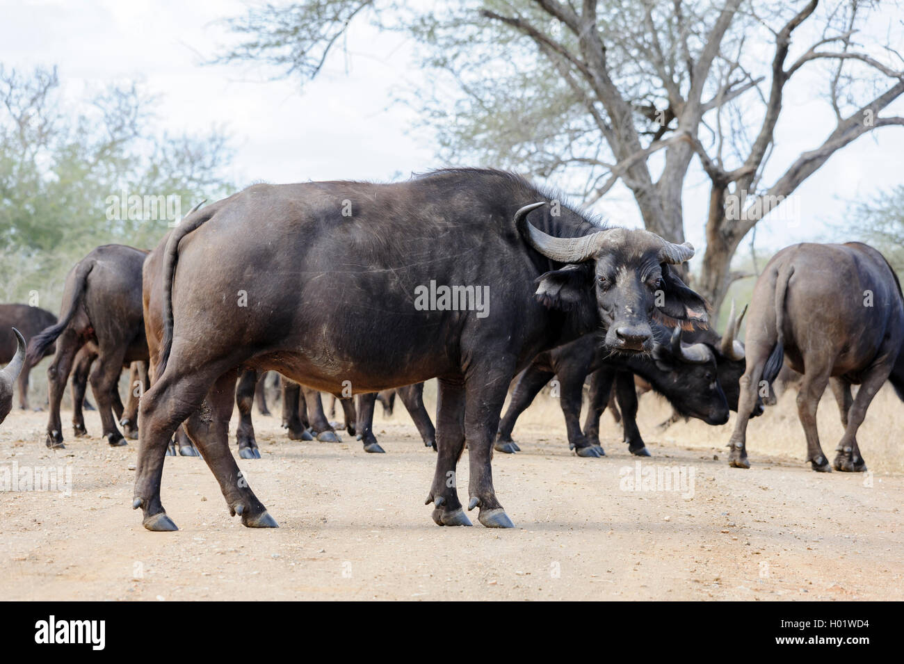 Wild buffaloes hi-res stock photography and images - Alamy