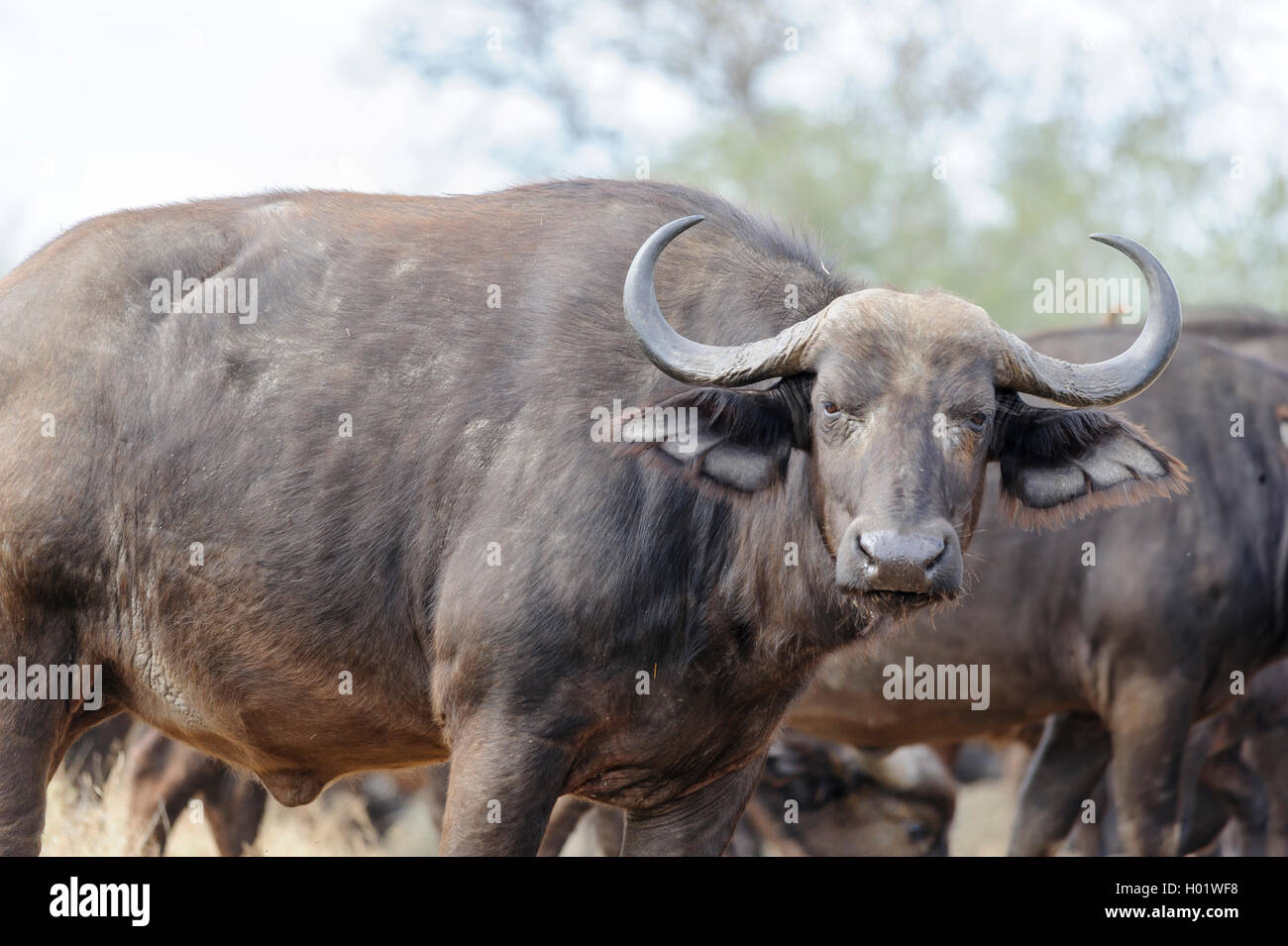 African buffalo or Cape buffalo in the african bush looking at the ...