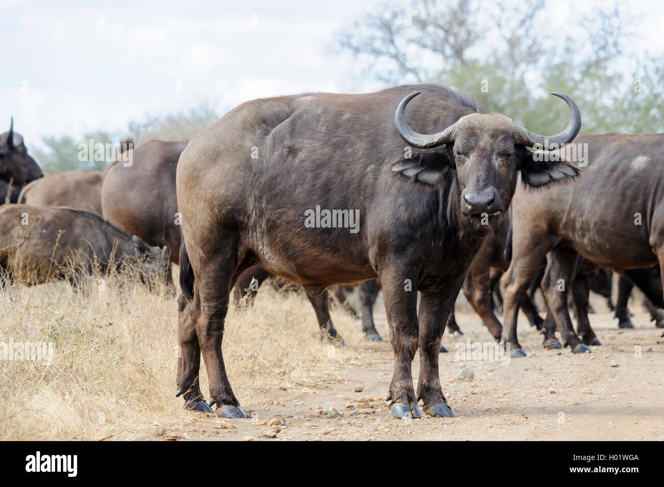 Cape buffalo or African buffalo in the South African bush looking ...