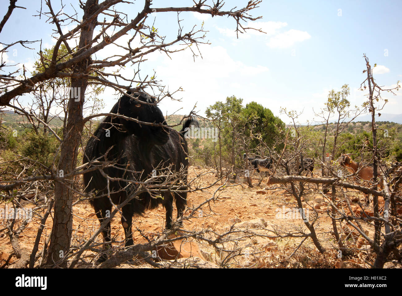 Goat Sacrificial Stock Photos & Goat Sacrificial Stock Images - Alamy