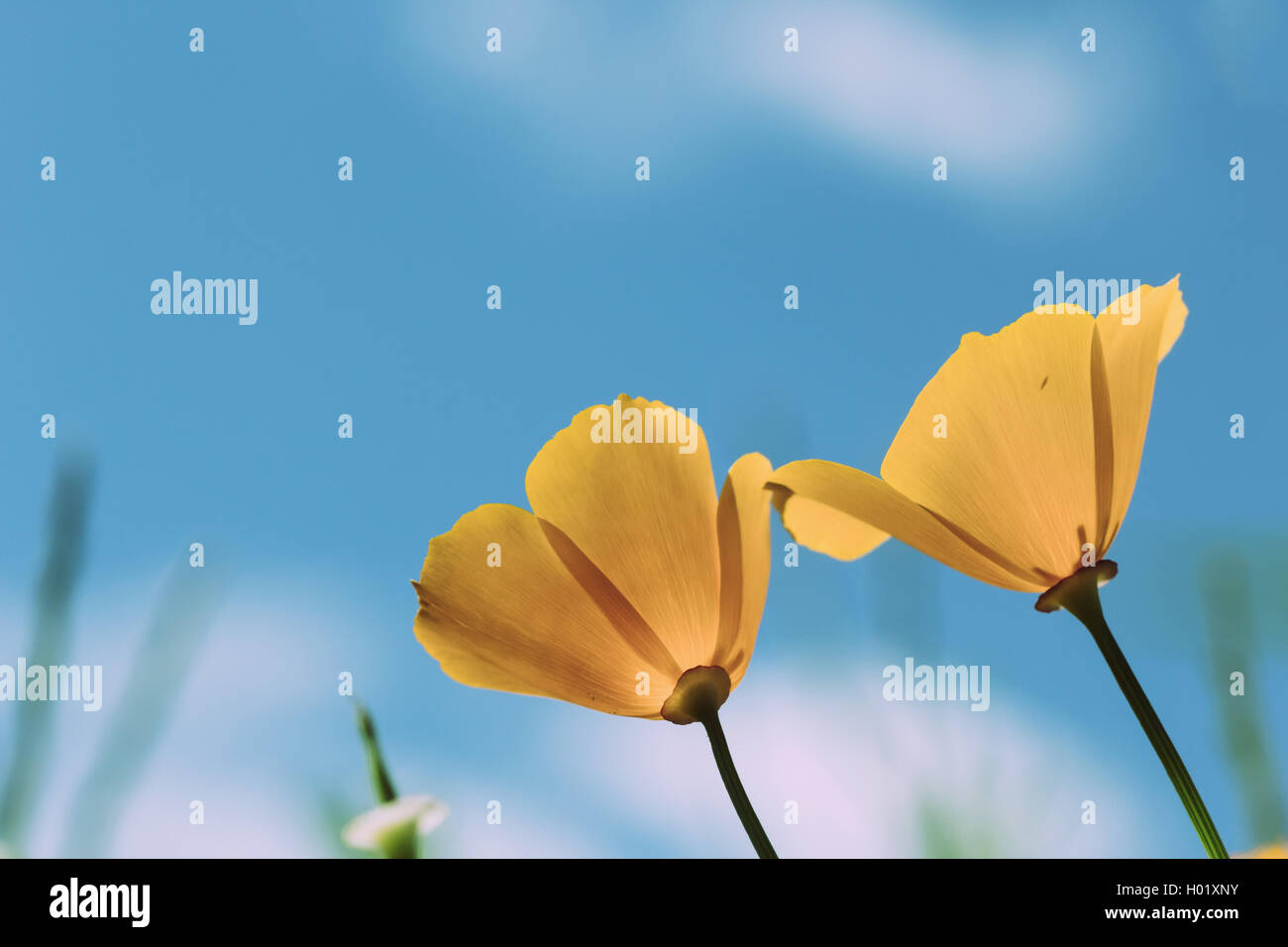 Outdoor plant environment hi-res stock photography and images - Alamy