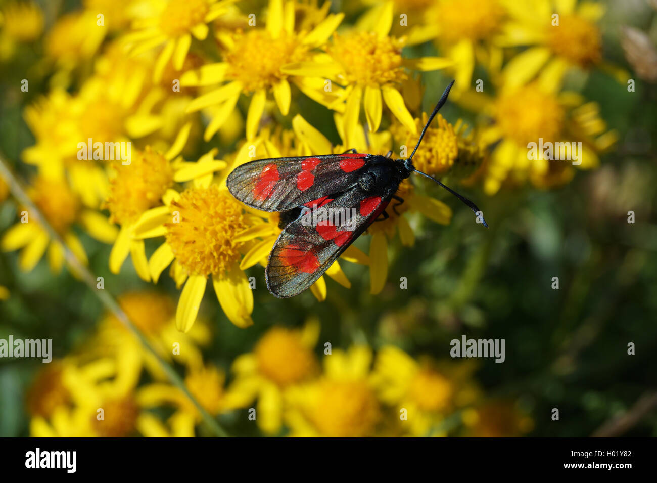 Black moth with red spots hi-res stock photography and images - Alamy