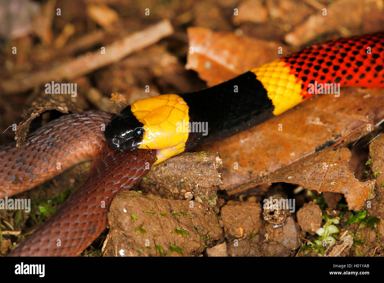 Costa Rican Coral Snake (Micrurus mosquitensis), bites another snake ...