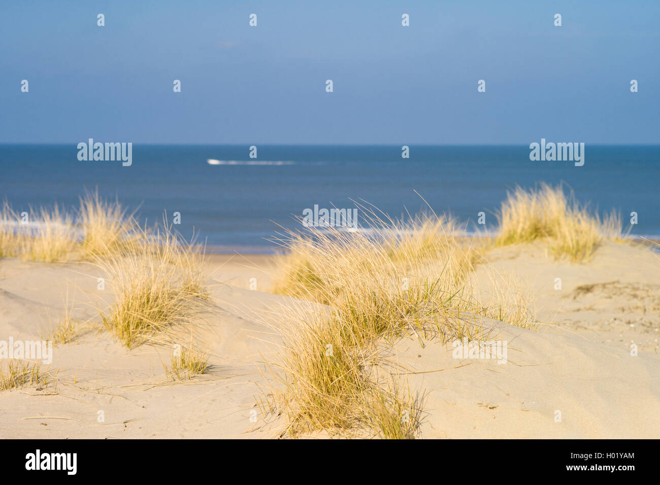Sand Dunes, Kijkduin Beach, The Hague, The Netherlands Stock Photo - Alamy
