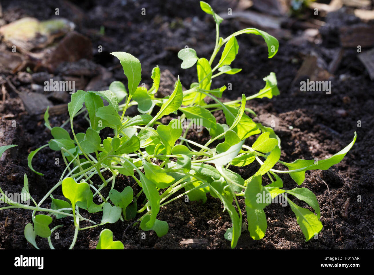 Corn growth development hi-res stock photography and images - Alamy