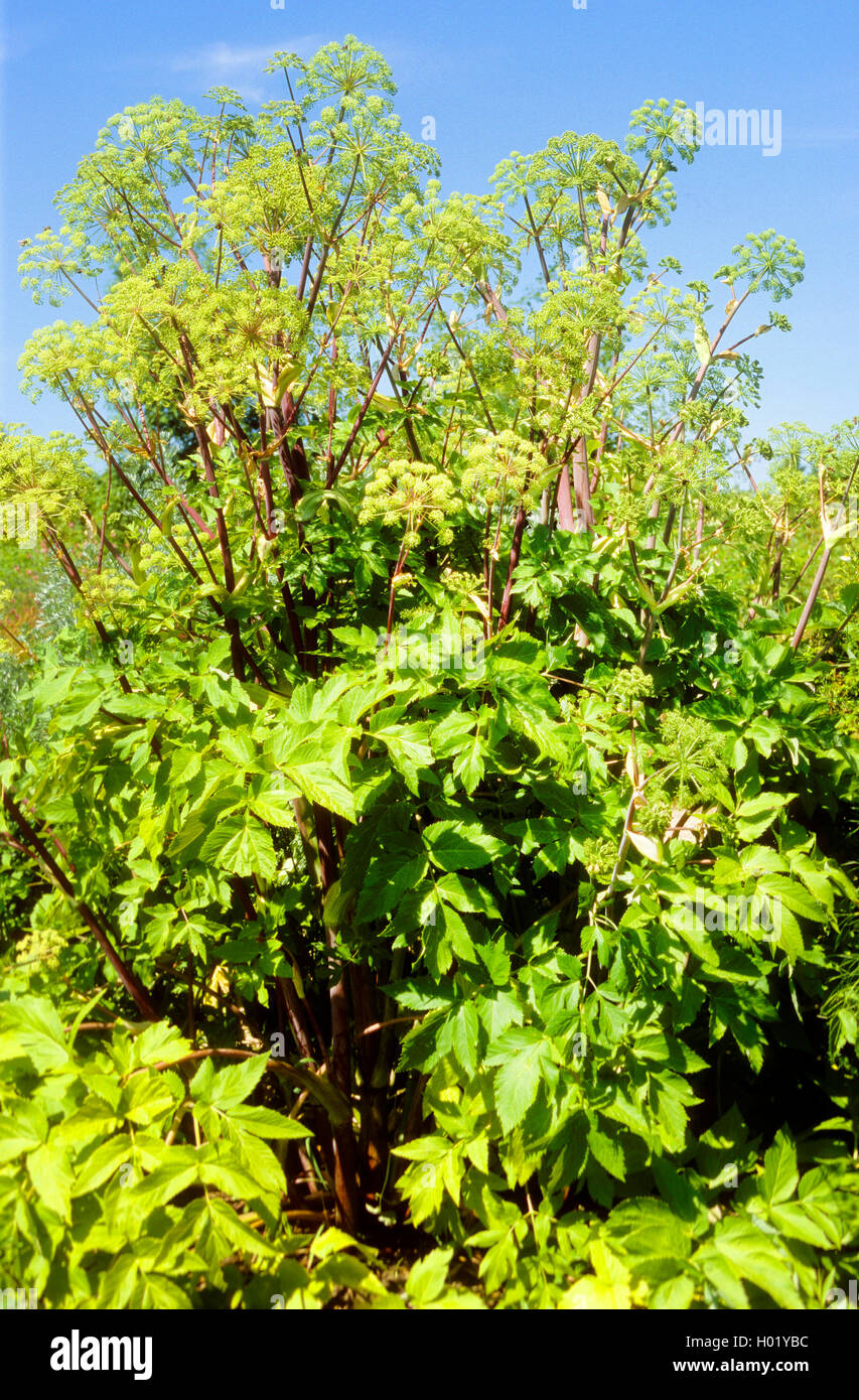 Garden angelica (Angelica archangelica), blooming, Germany Stock Photo ...