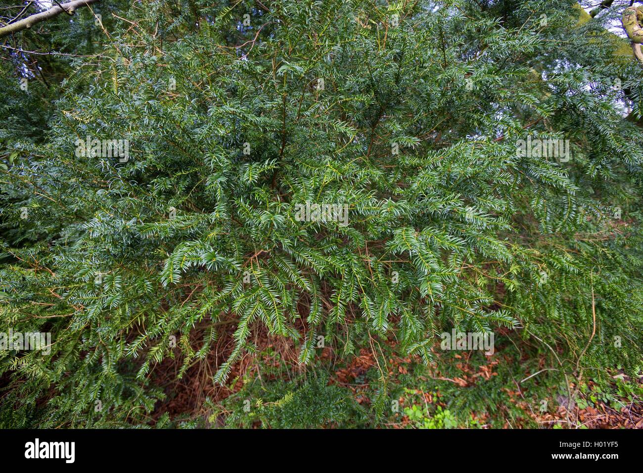Common yew, English yew, European yew (Taxus baccata), bush, Germany ...