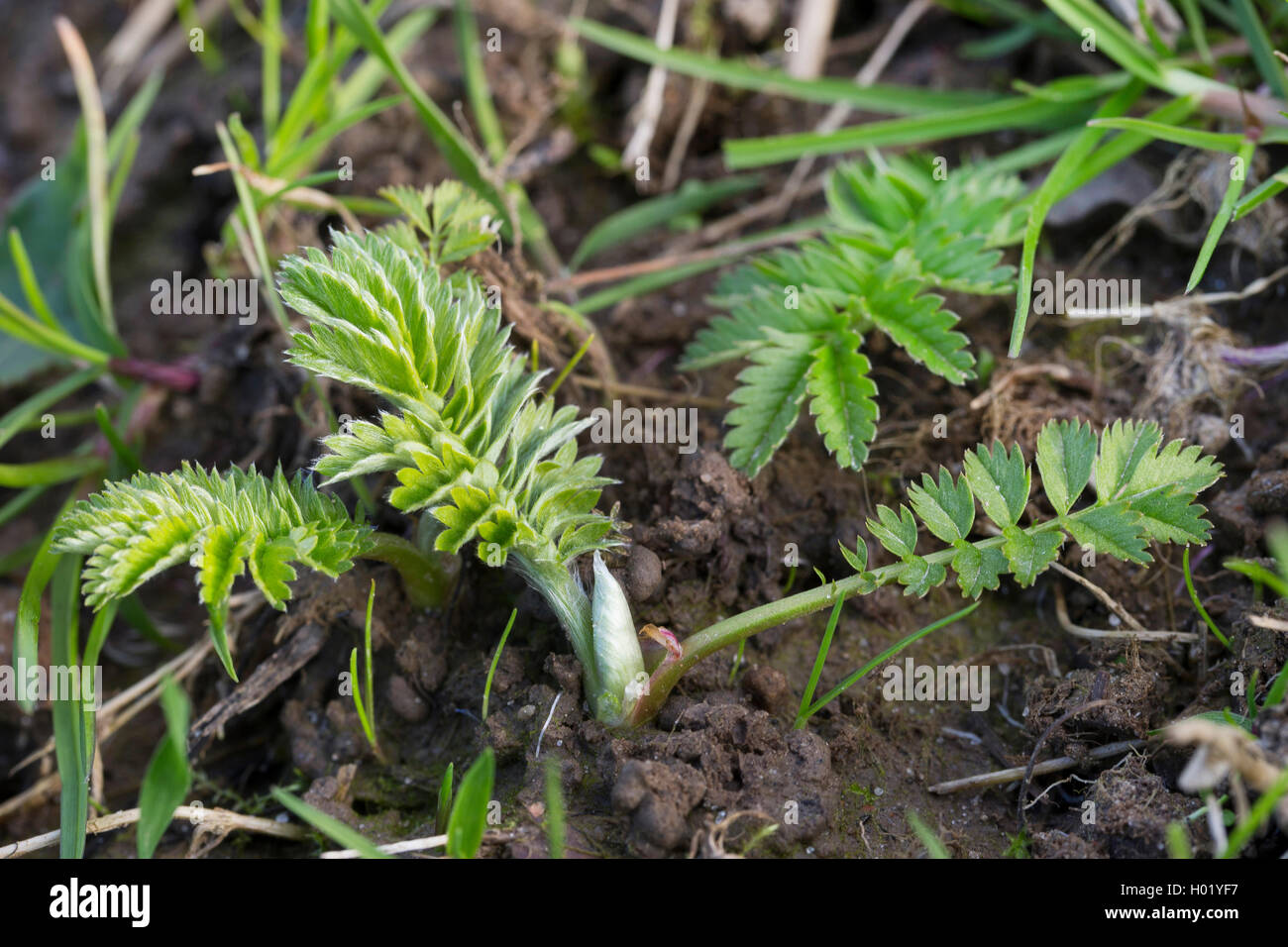 Silver leaves plant hi-res stock photography and images - Alamy