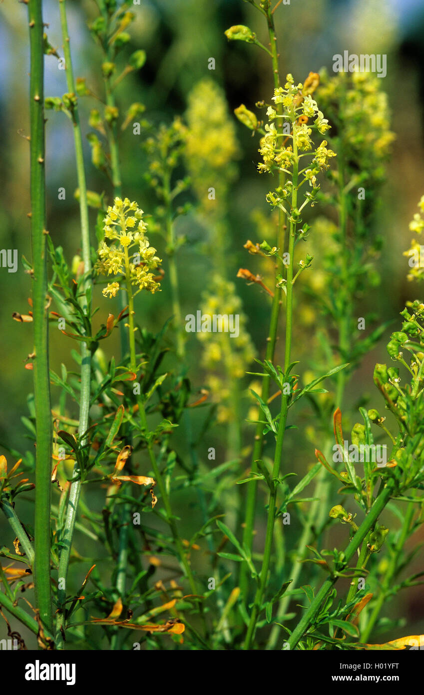 Yellow mignonette, Wild mignonette (Reseda lutea), blooming, Germany ...