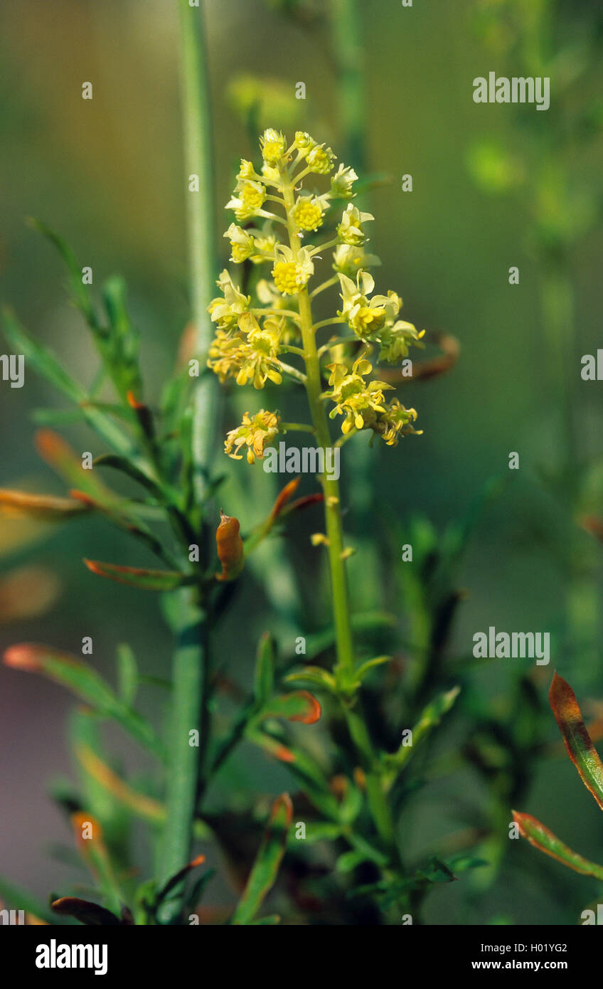 Yellow mignonette, Wild mignonette (Reseda lutea), blooming, Germany ...