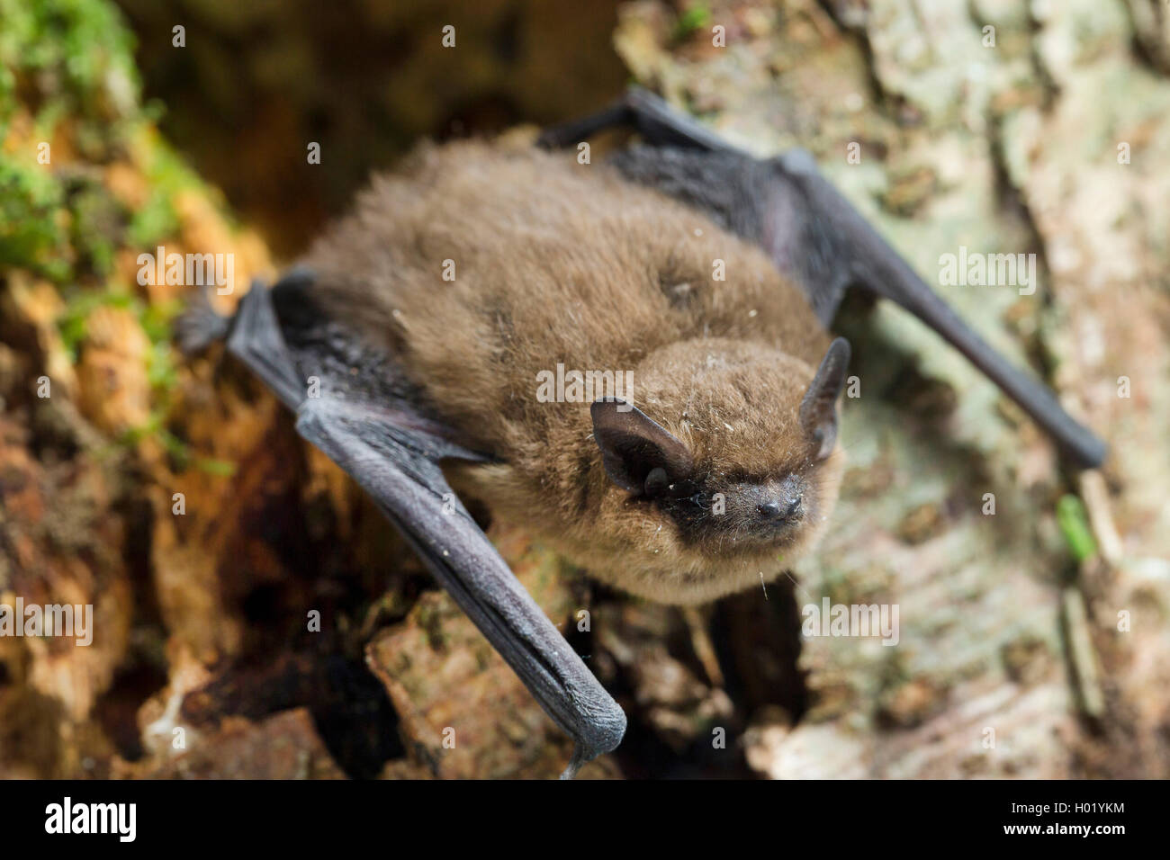 common pipistrelle (Pipistrellus pipistrellus), at a tree, Germany ...