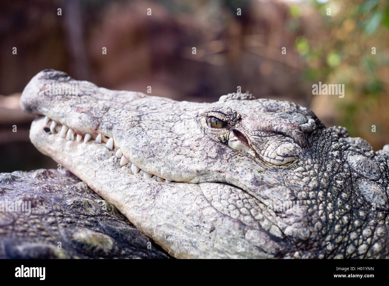 Crocodile head and open eyes Stock Photo - Alamy