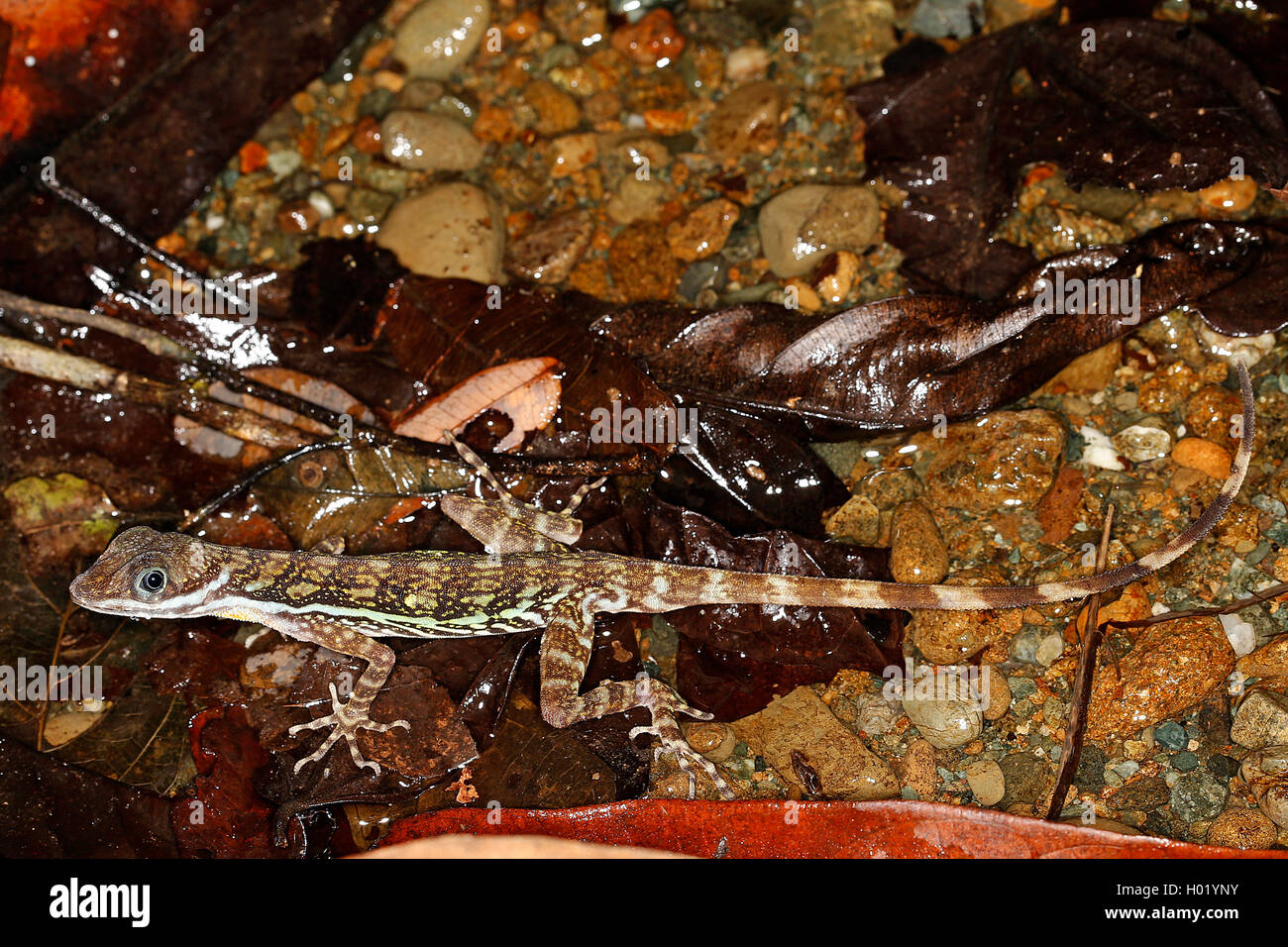 Norops aquaticus hi-res stock photography and images - Alamy