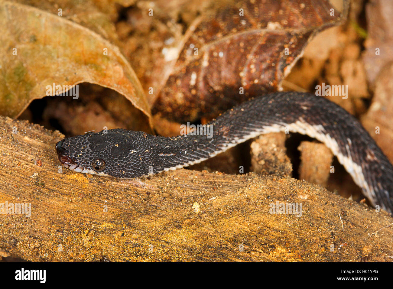Nothopsis rugosus hi-res stock photography and images - Alamy