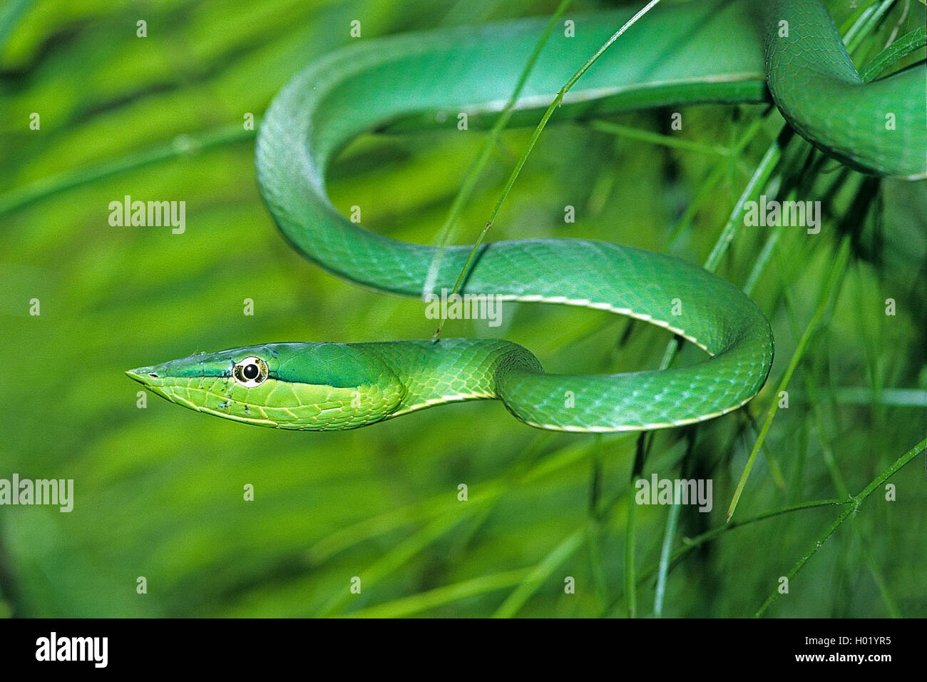 green vine snake (Oxybelis fulgidus), winds, Costa Rica Stock Photo - Alamy