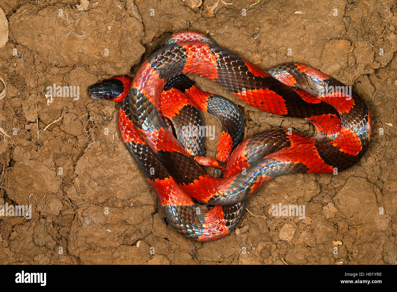 Banded calico snake (Oxyrhopus petola), rolled-up on the ground, Costa ...