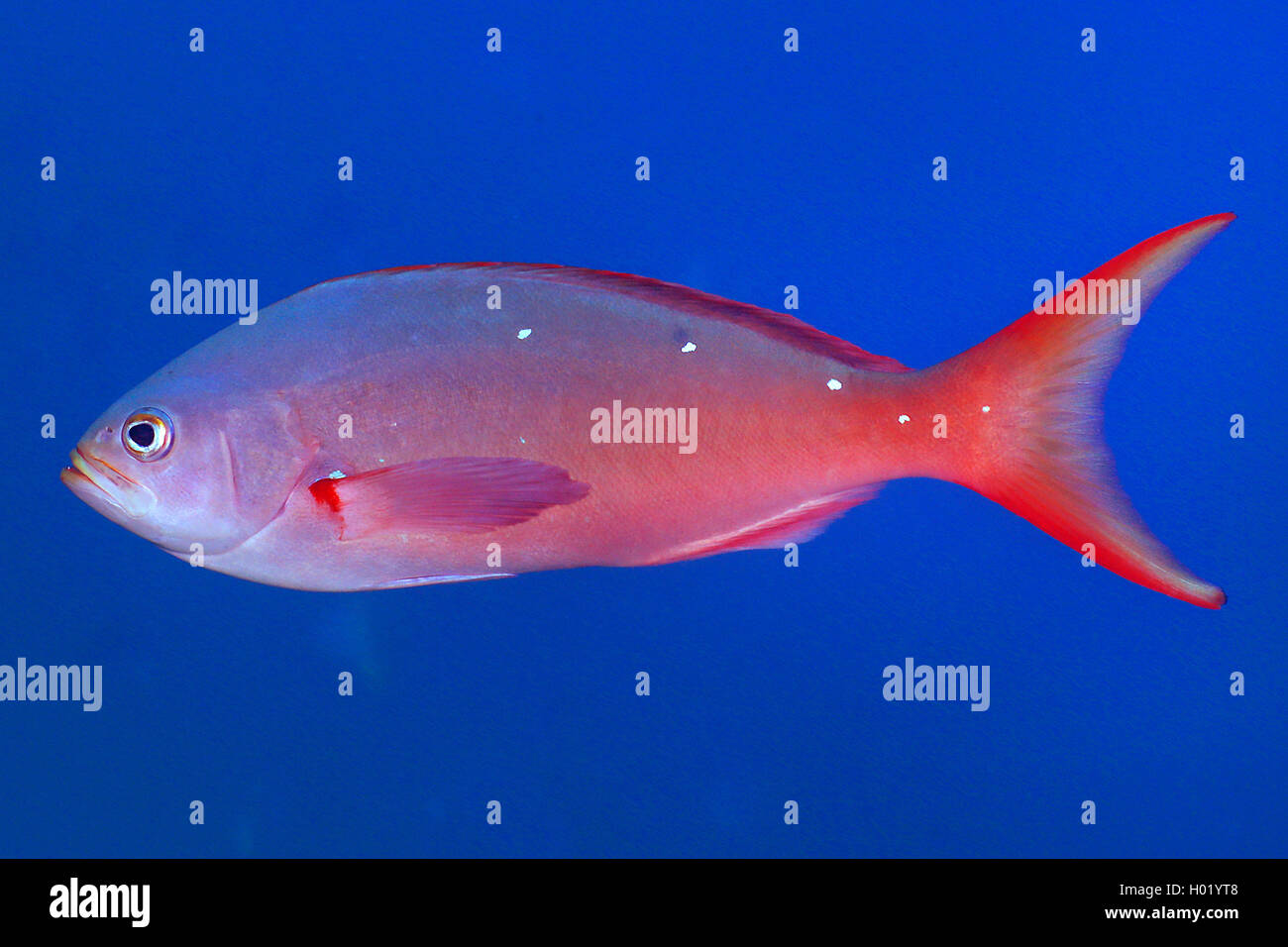 Pacific Creolefish (Paranthias colonus), swimming, Costa Rica Stock ...