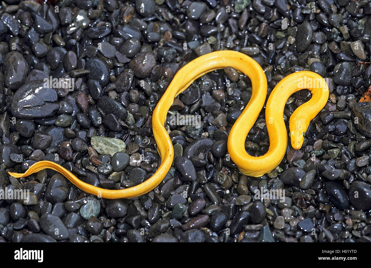 yellow-bellied sea snake, pelagic sea snake (Pelamis platurus), on wet ...