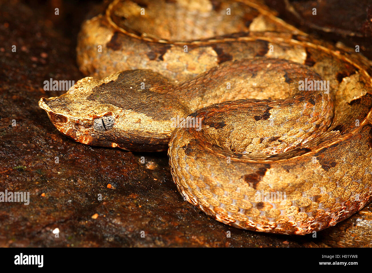 Green Horned Pit Viper