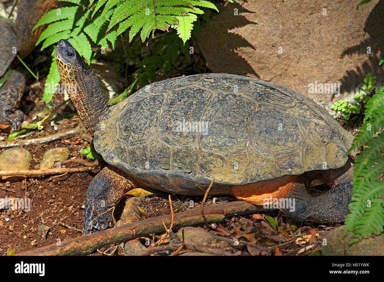 black wood turtle (Rhinoclemmys funerea), on the ground, Costa Rica ...
