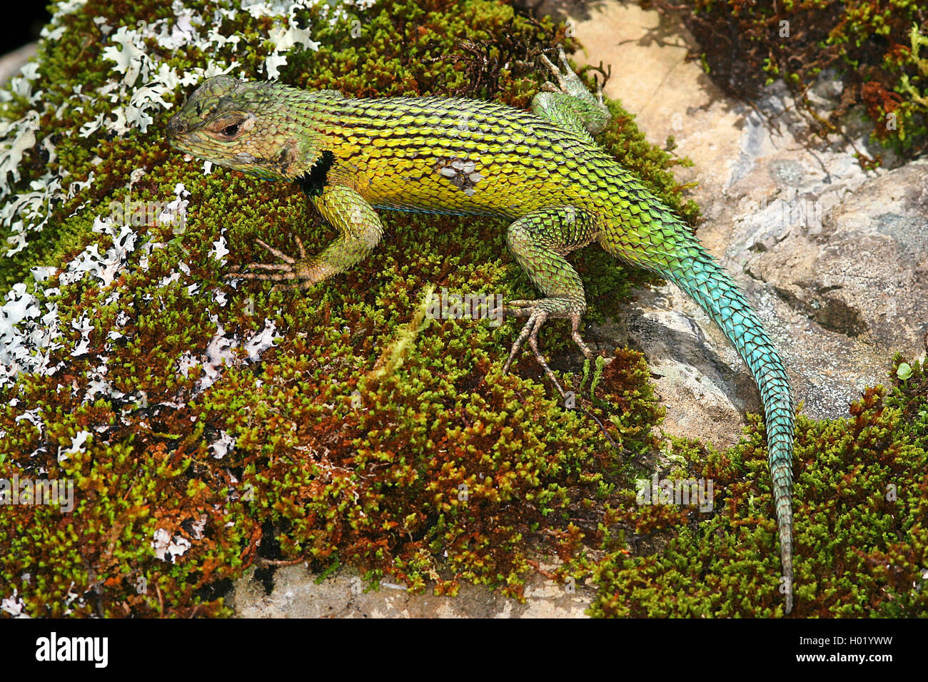 Green Spiny Lizard (Sceloporus malachiticus), male, Costa Rica Stock ...