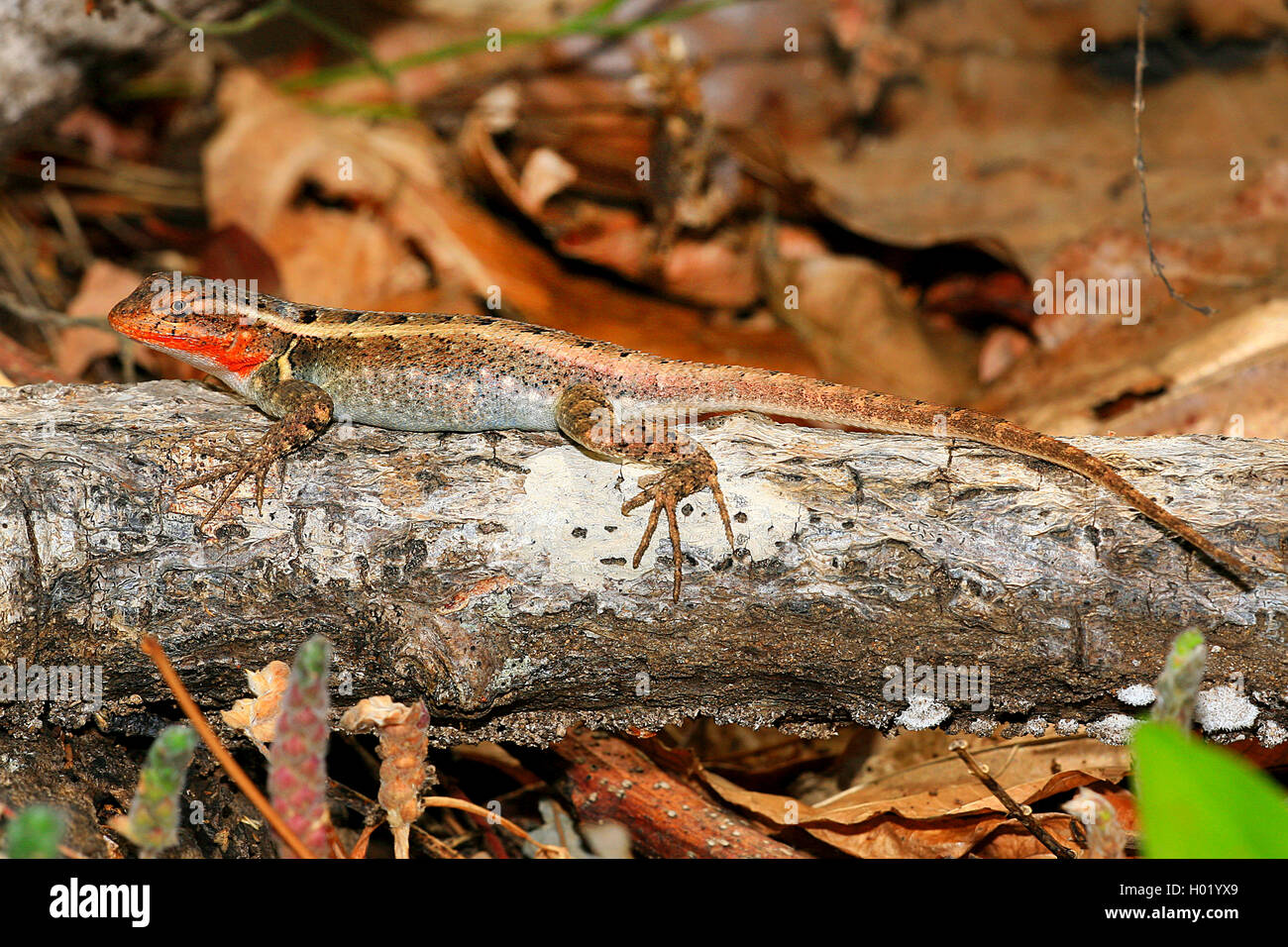 rose-bellied lizard (Sceloporus variabilis), male, Costa Rica Stock ...