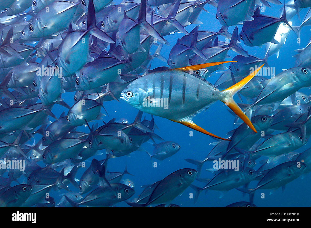 Pompano fish hi-res stock photography and images - Alamy