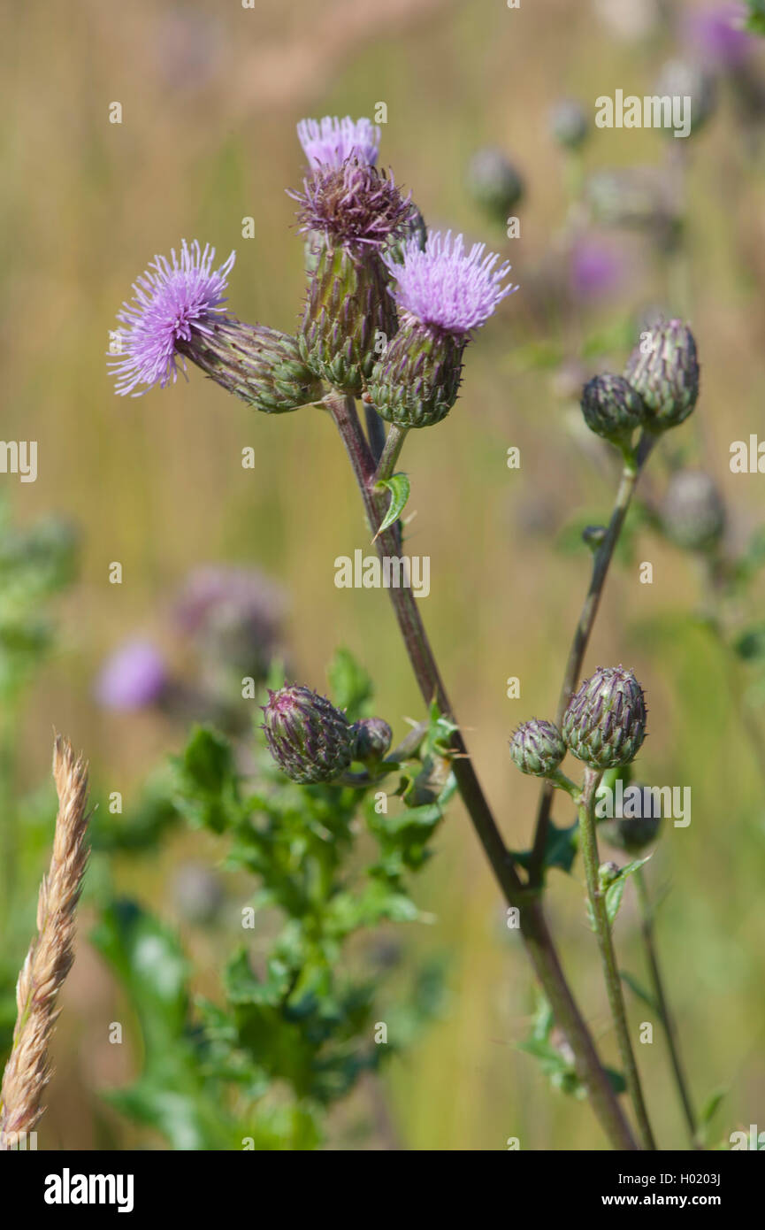 Canada thistle, creeping thistle (Cirsium arvense), blooming, Germany ...