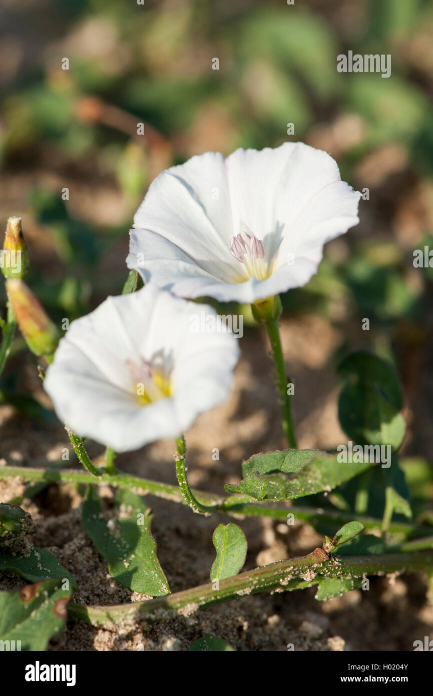 field bindweed, field morning-glory, small bindweed (Convolvulus ...
