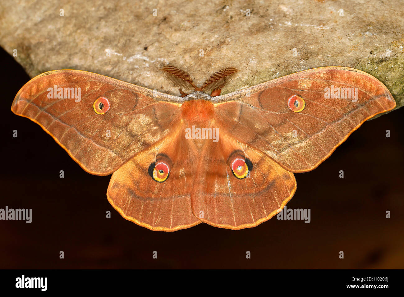Japanese silk moth, Japanese oak silkmoth (Antheraea yamamai), male ...