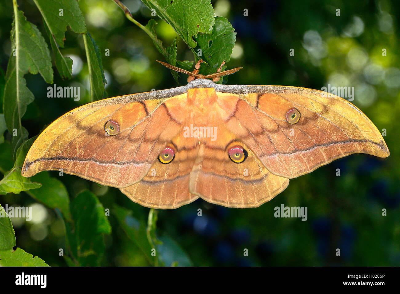 Silk Moth