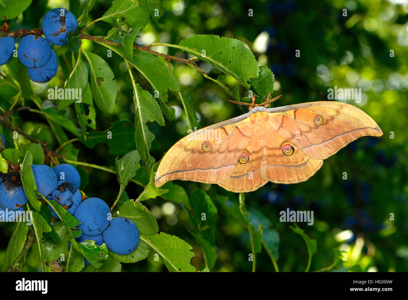 Wild silk moths hi-res stock photography and images - Alamy
